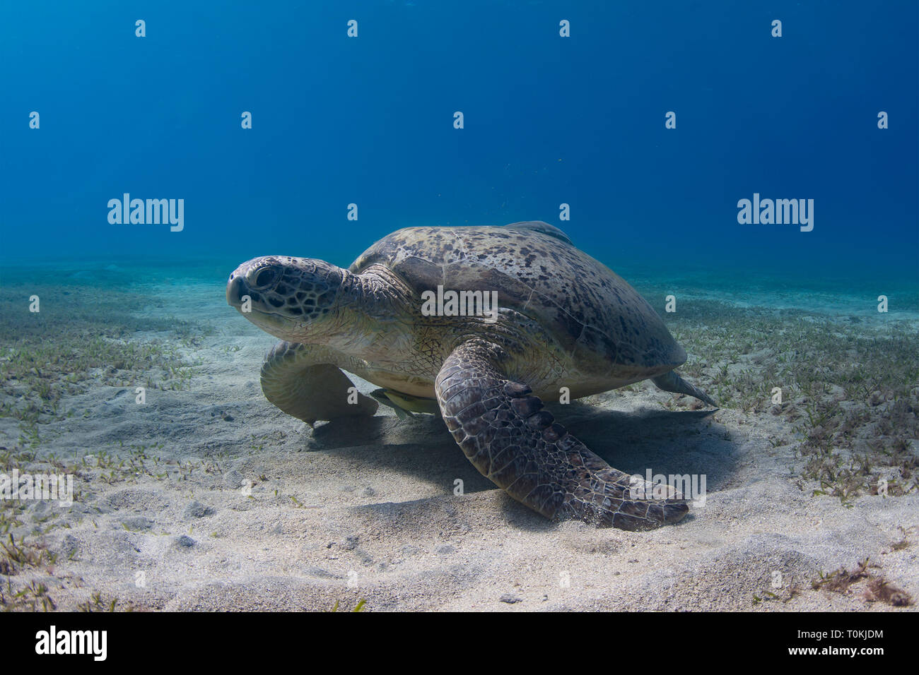 Underwater egypt turtle hi-res stock photography and images - Alamy