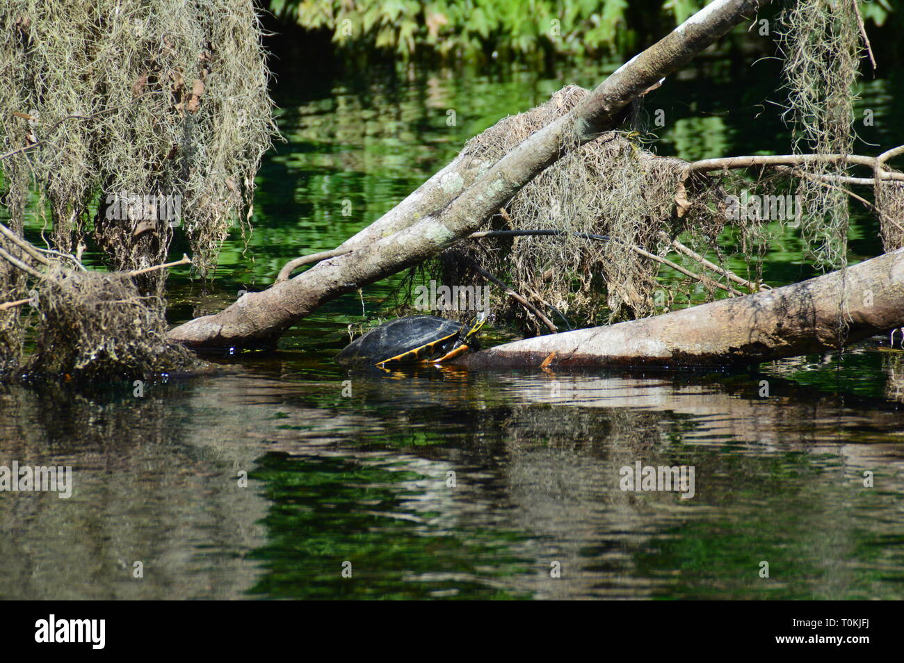 Turtle in Silver Springs State Park Stock Photo - Alamy
