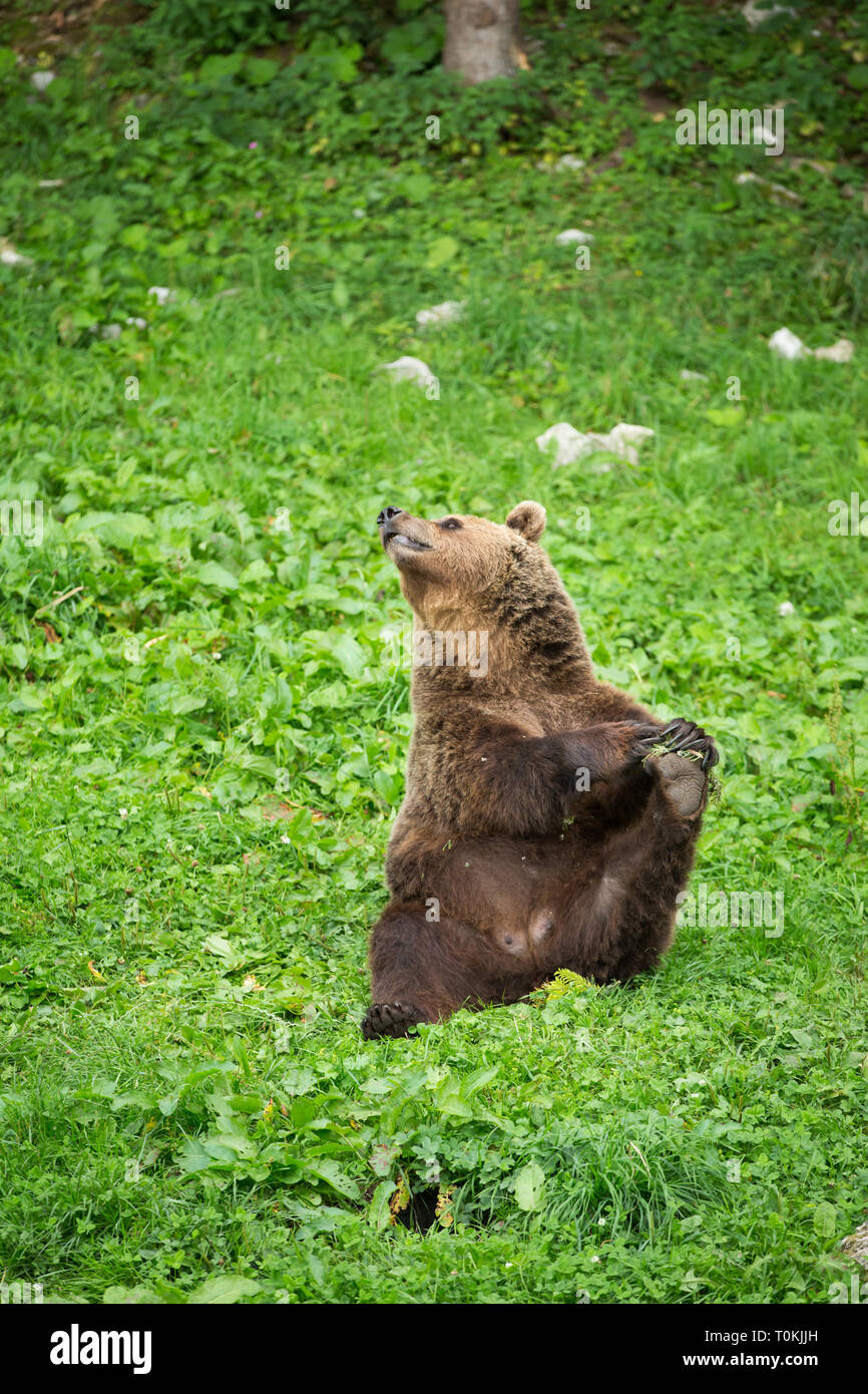 Male Brown Bear Sitting and Stretching its Leg in Green Nature Reserve ...
