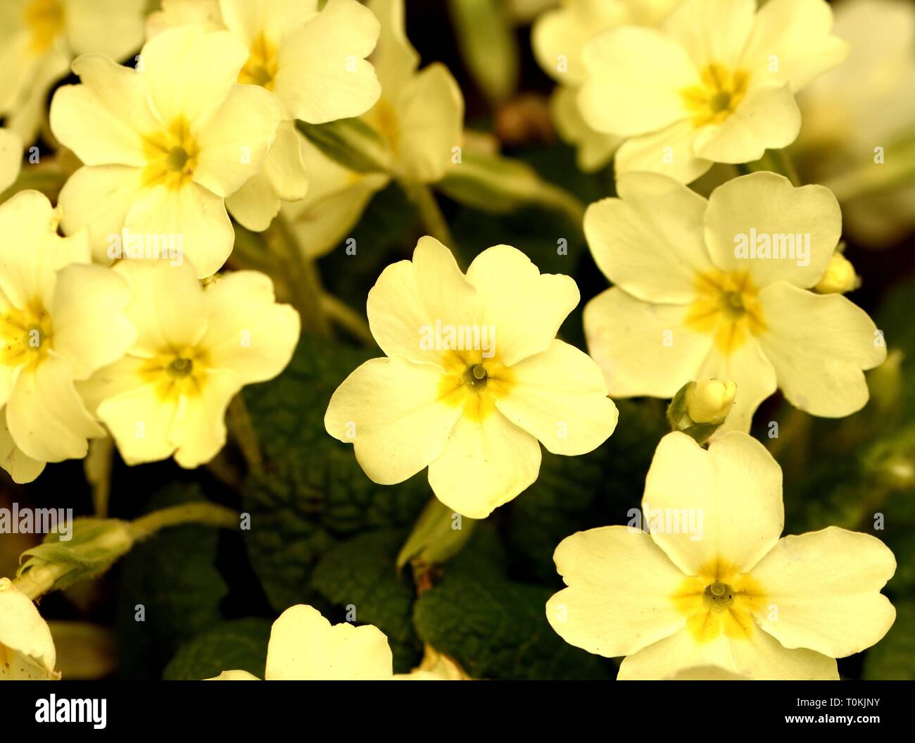 Yellow primrose hi-res stock photography and images - Alamy