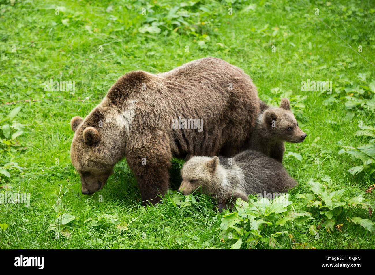 Female Brown Bear with Cubs Grazing in Green Nature Reserve in Summer ...