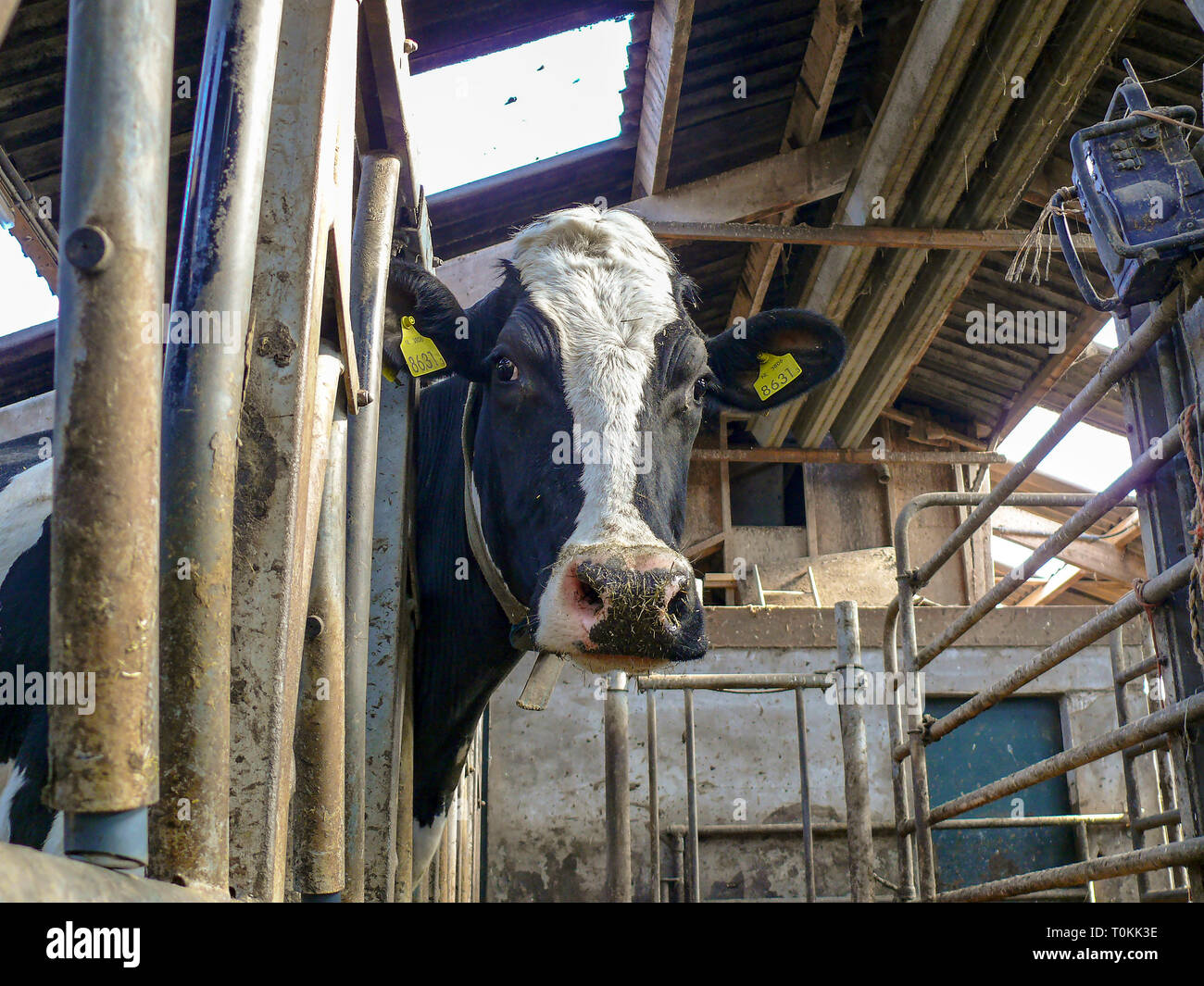 Sweet black and white cow is peeking through bars of a fence in a ...