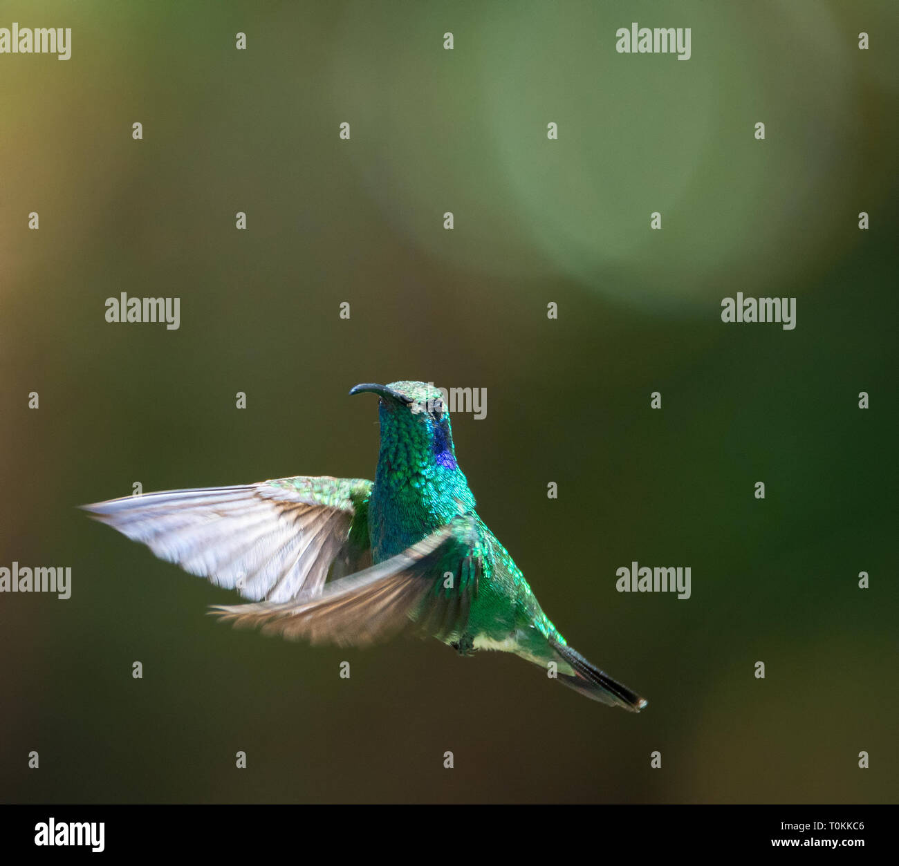 Caught with wings swepting forward a male Lesser Violetear hummingbird ...