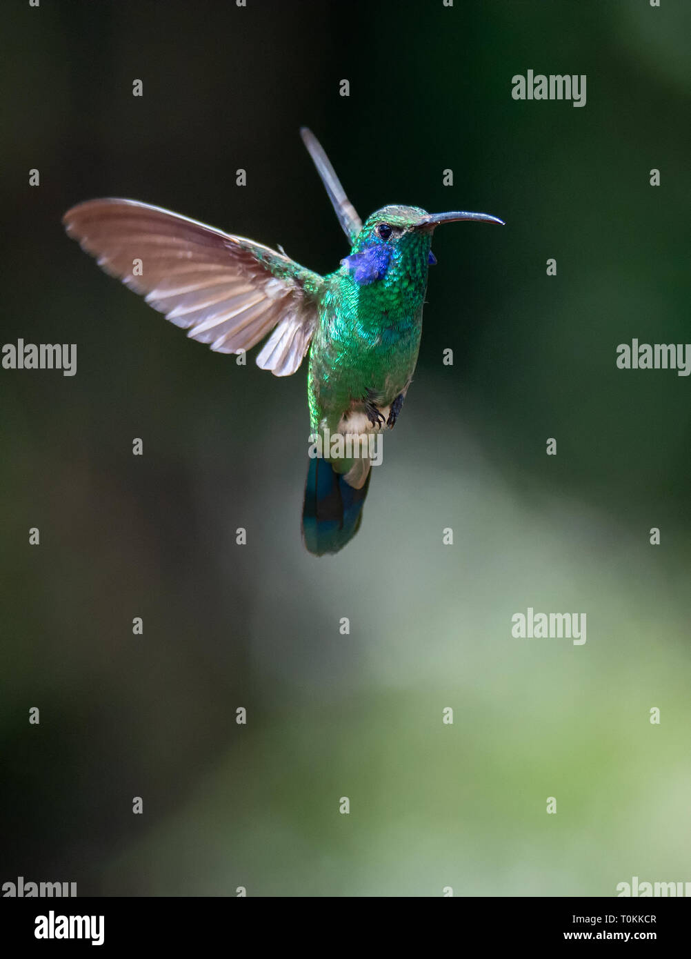 Frozen in mid hover a male Lesser Violetear hummingbird wings are ...