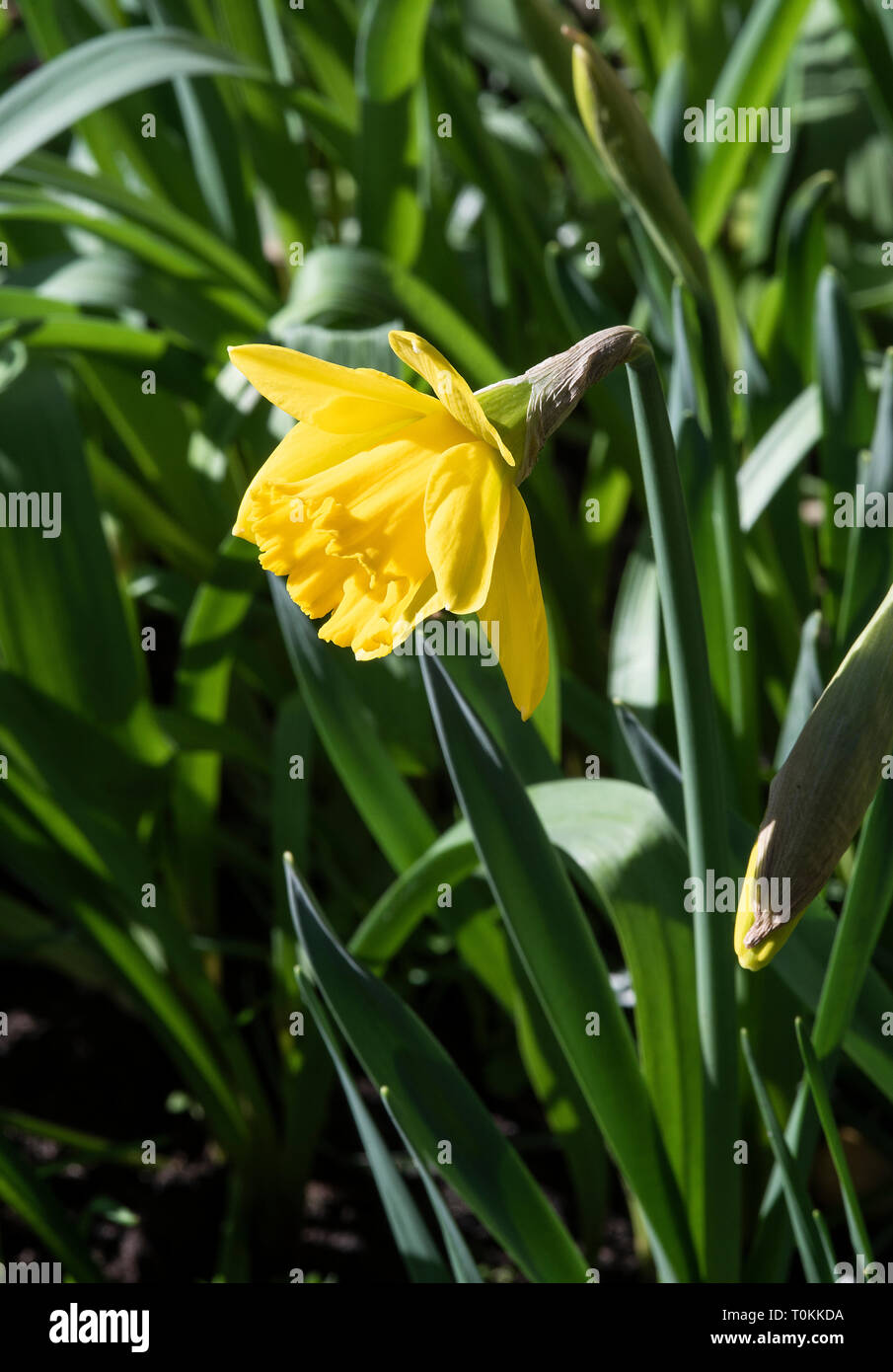 Narcissus pipit hi-res stock photography and images - Alamy