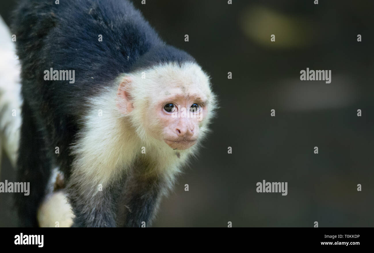 Questing for food a white faced capuchin monkey watches nervously while ...