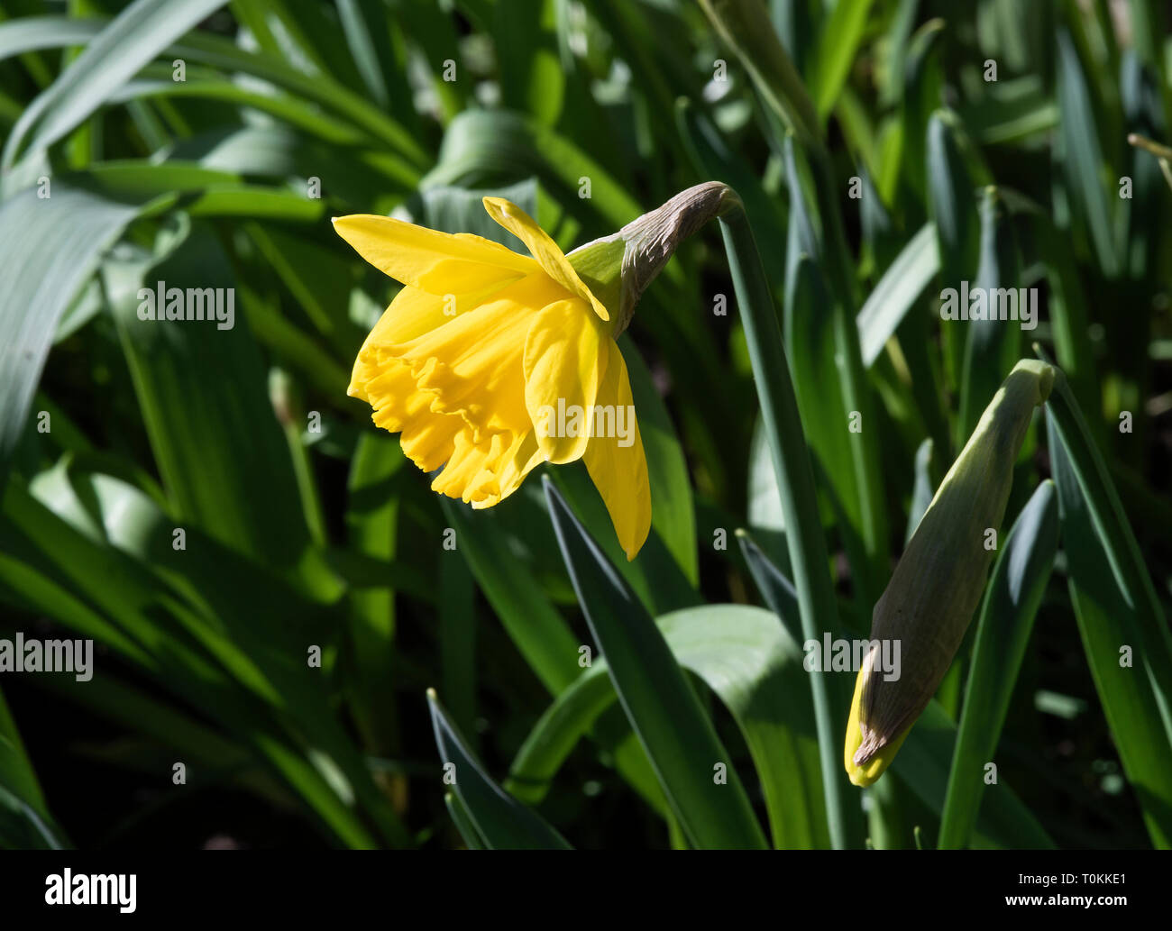 A Beautiful Daffodil Flower Pipit in Full Bloom in a Garden in Alsager ...