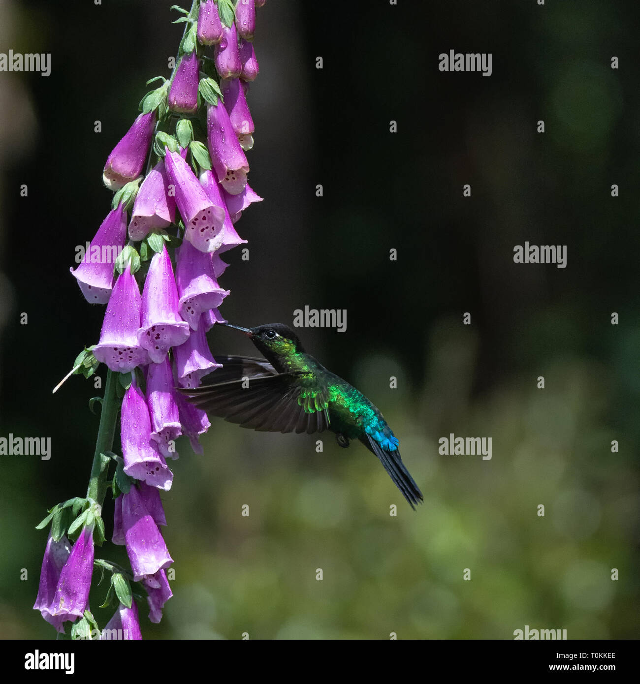 While hovering a Fiery-throated Hummingbird sips nectar from draping ...