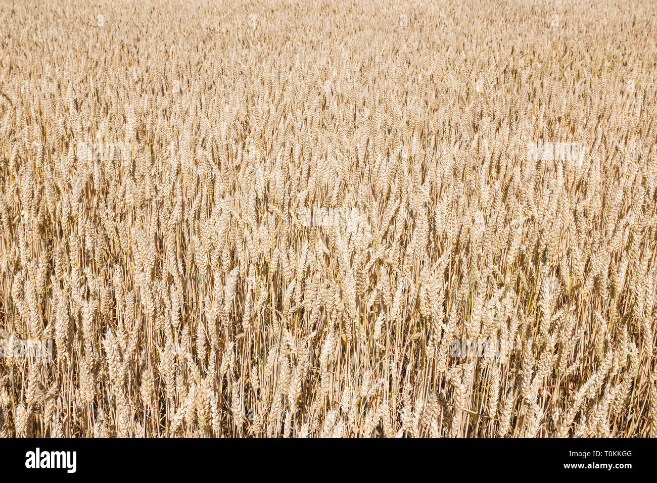 Wheat field texture background hi-res stock photography and images - Alamy