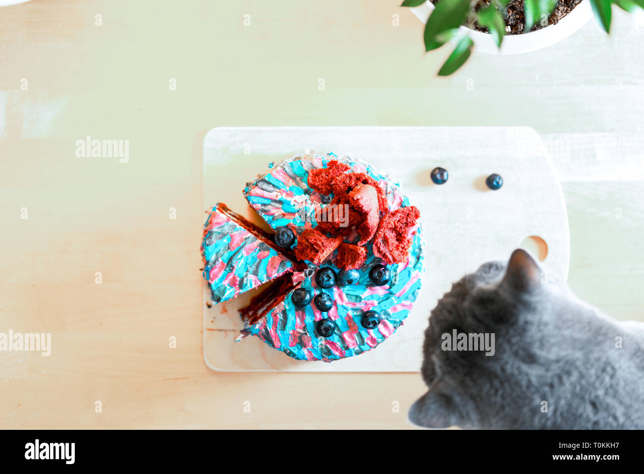 Close up of sly cat trying to steal and eat cake with colourful cream ...