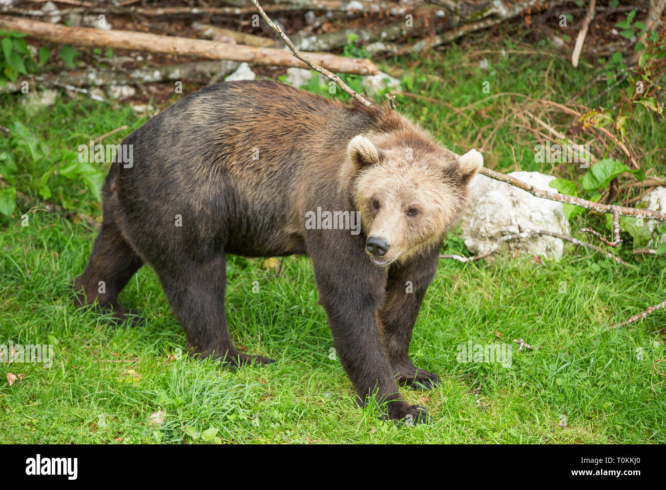 Brown Bear Roaming in Green Nature Reserve in Summer Stock Photo - Alamy