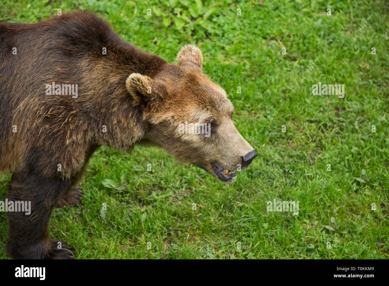 Brown Bear Roaming in Green Nature Reserve in Summer Stock Photo - Alamy