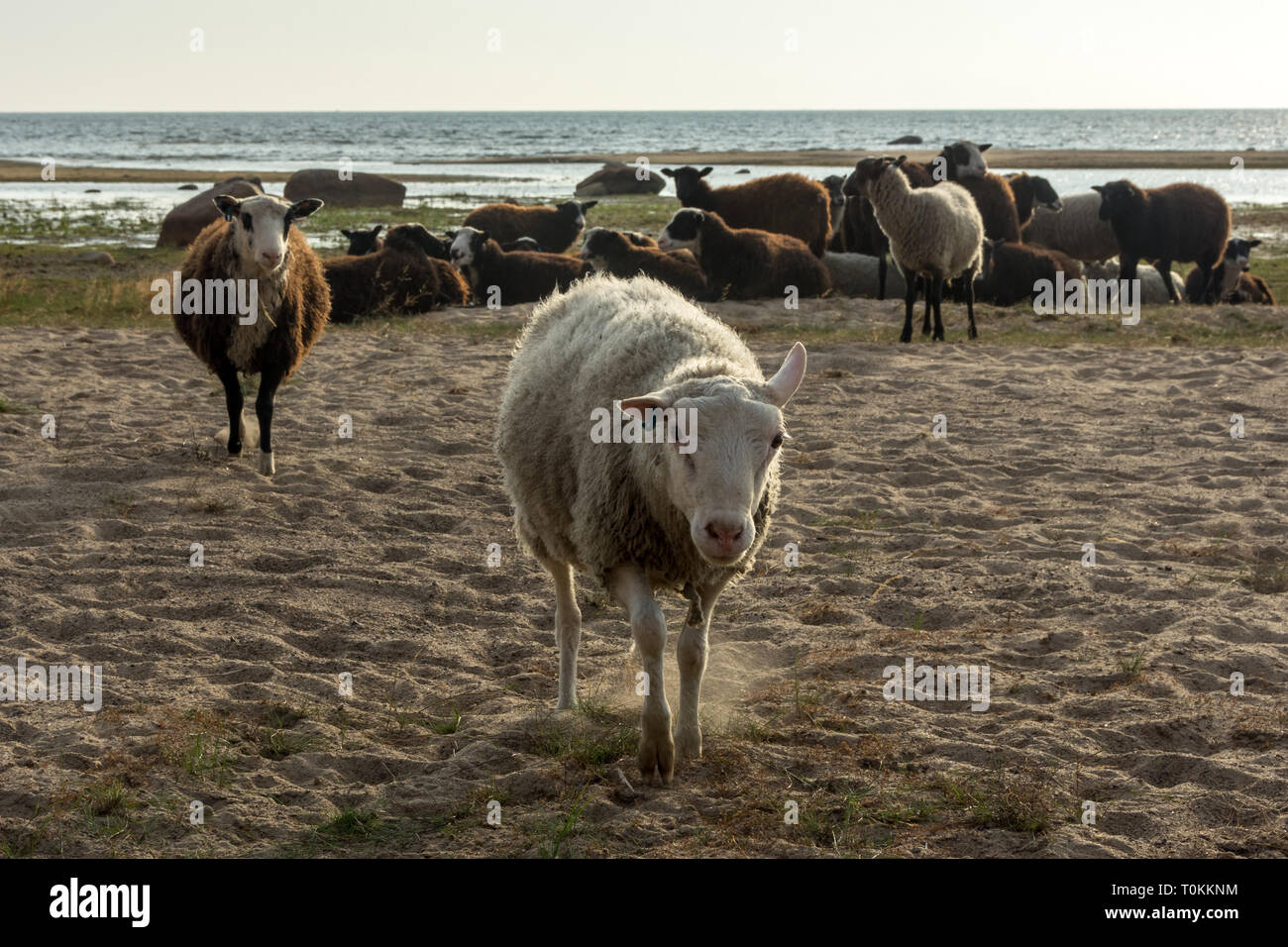 Sheep on the beach Stock Photo - Alamy