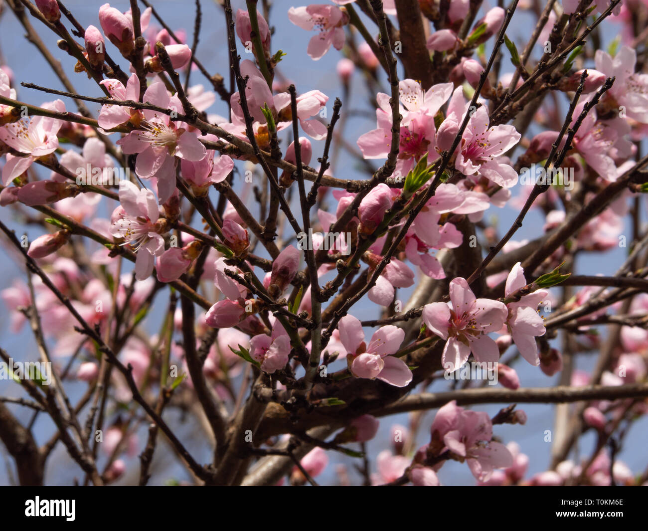 Peach blossom tree Stock Photo - Alamy