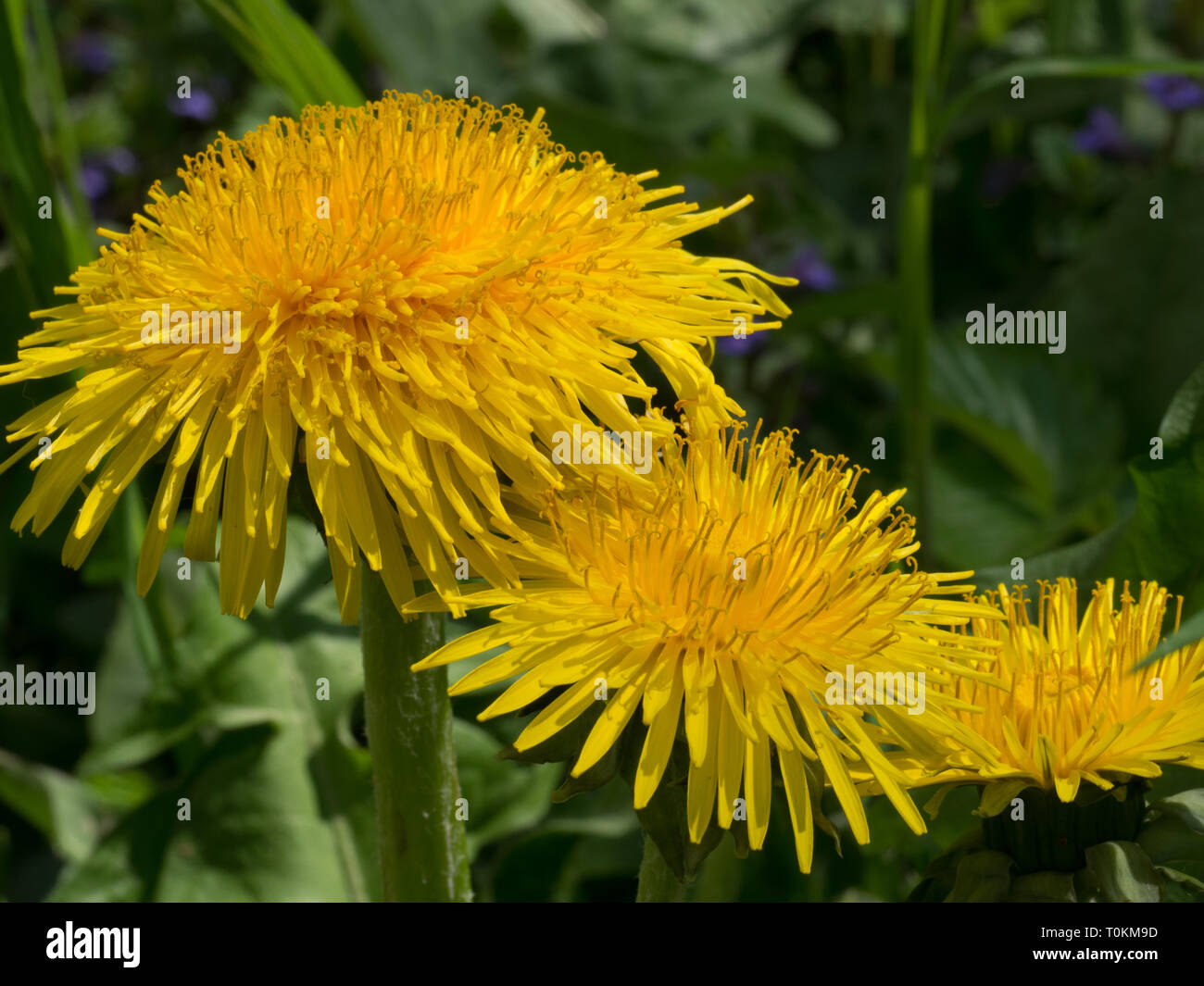 Common dandelion yellow Stock Photo - Alamy