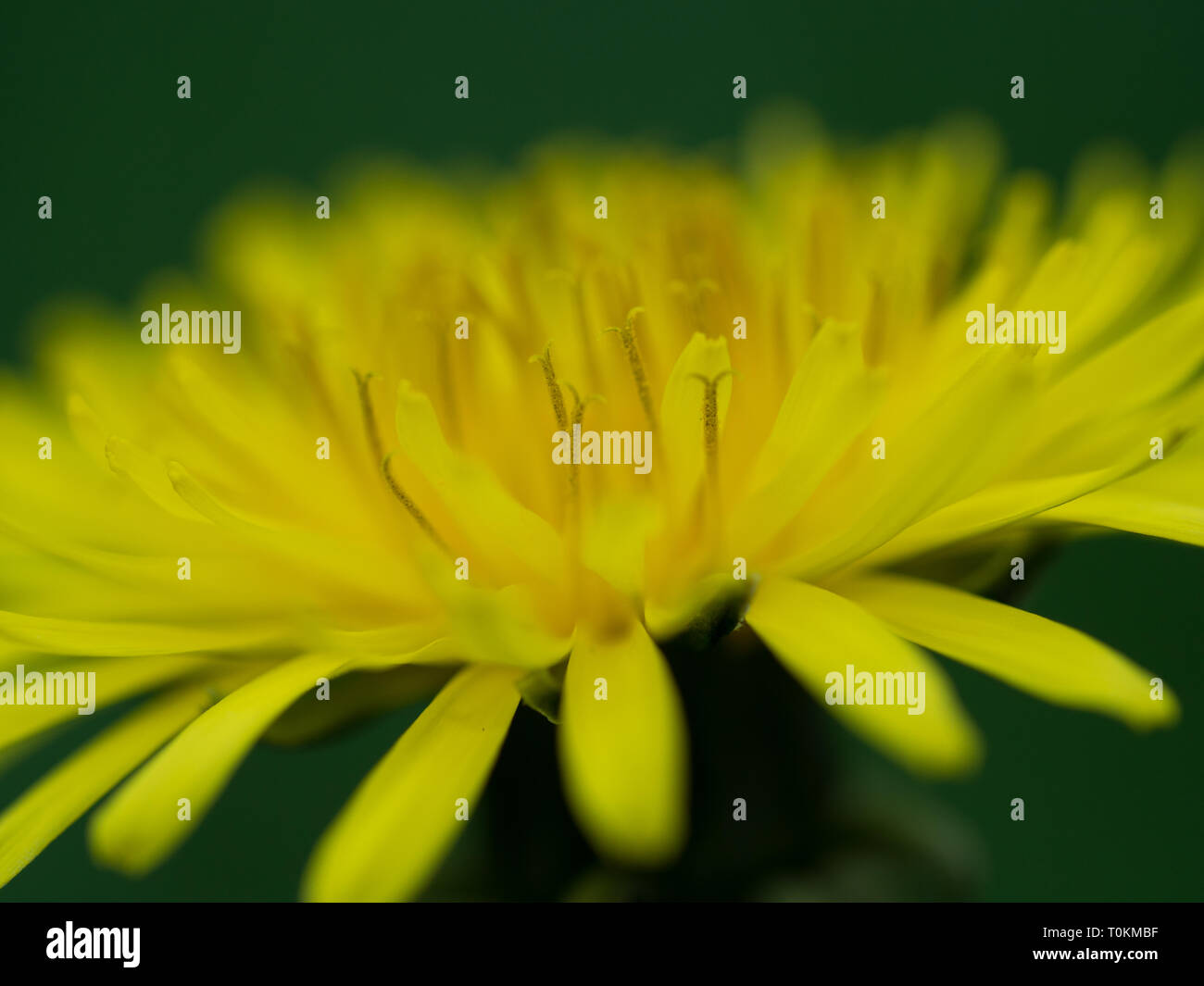 Common dandelion yellow Stock Photo - Alamy