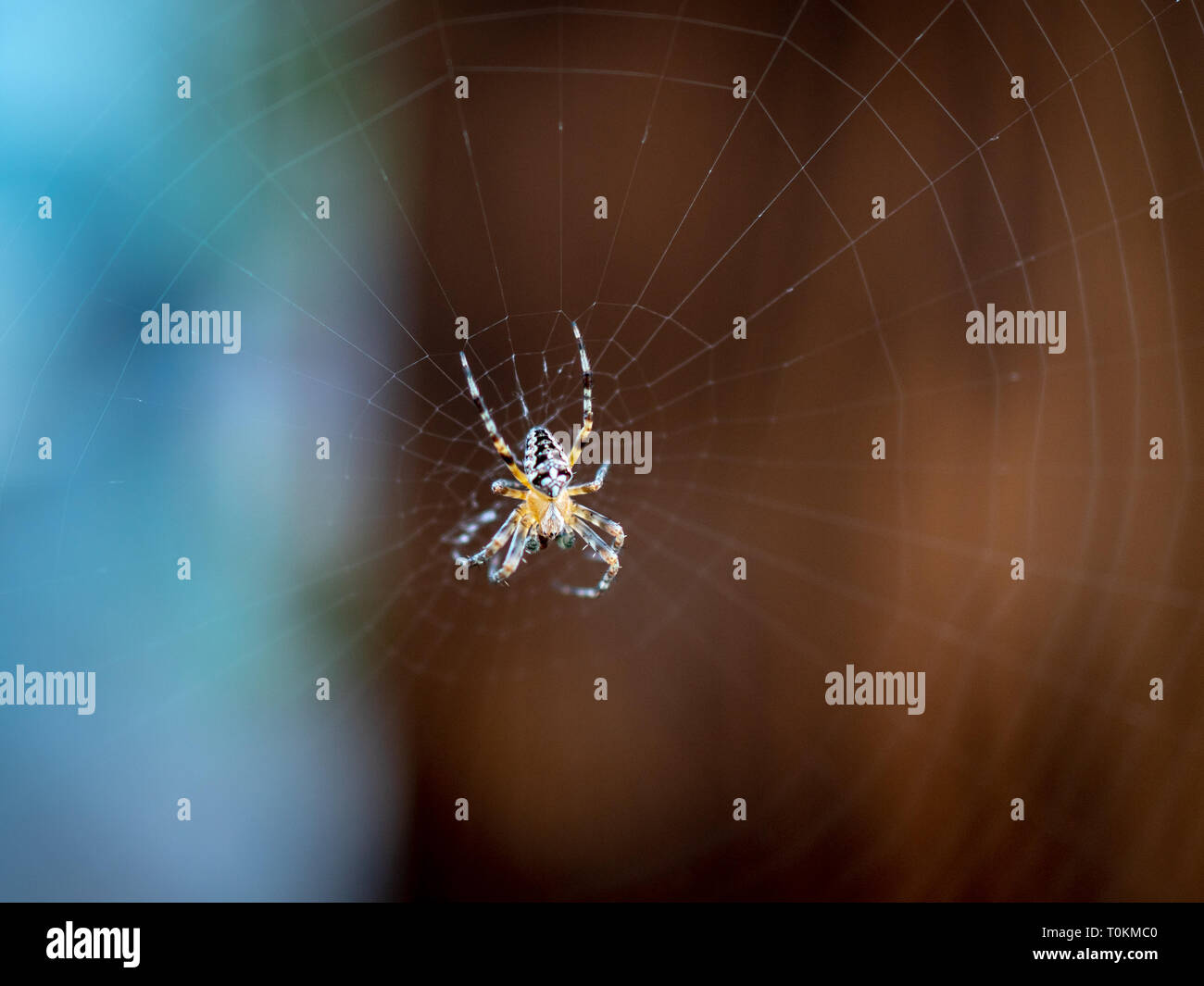 Spider with cross on the back hi-res stock photography and images - Alamy