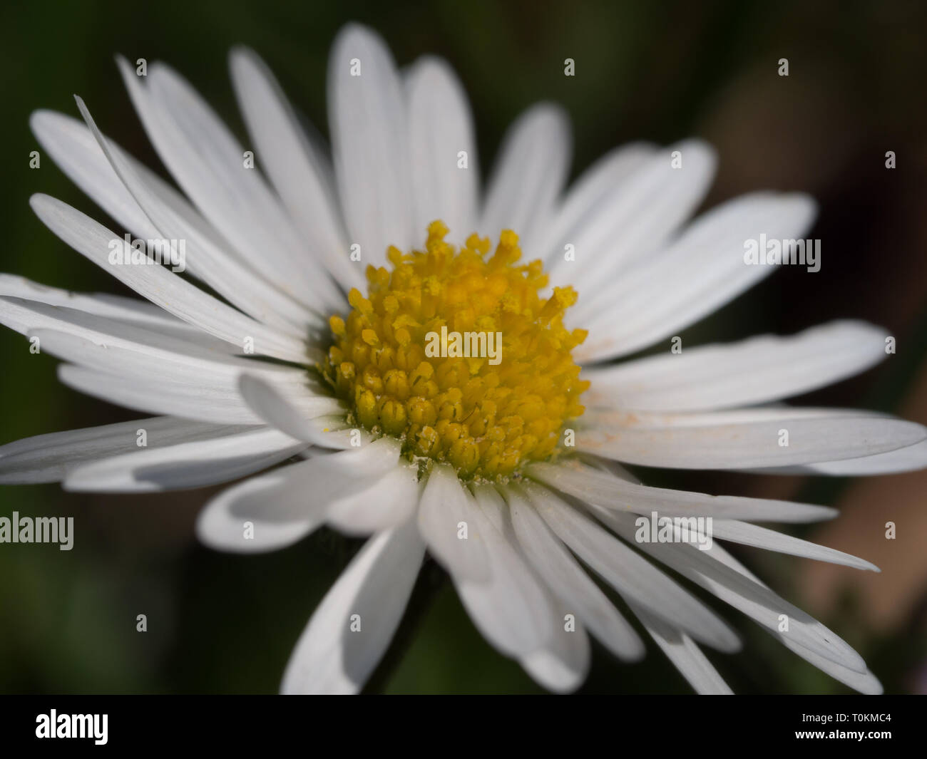 Annual daisy macro Stock Photo - Alamy