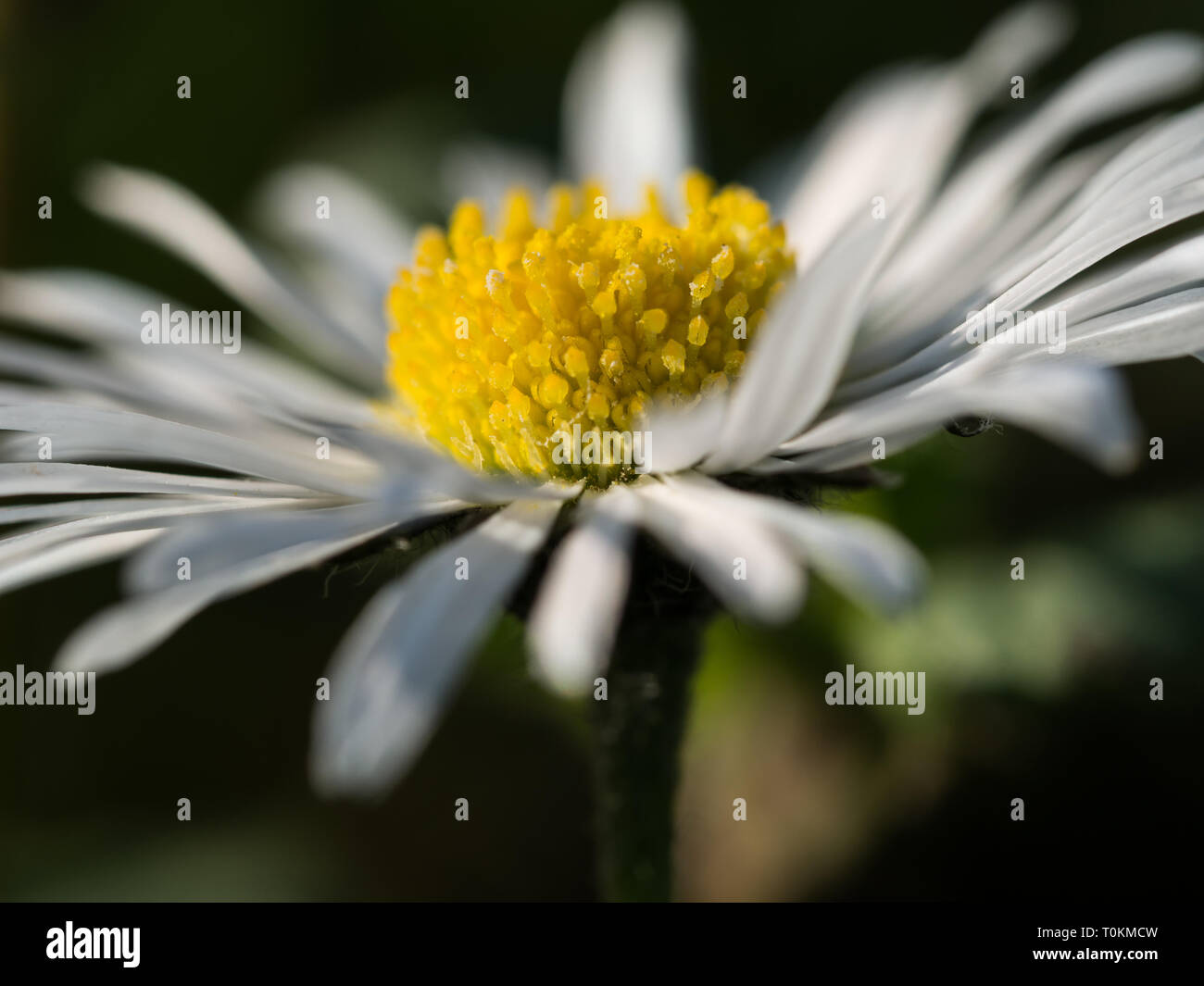 Annual daisy macro Stock Photo - Alamy