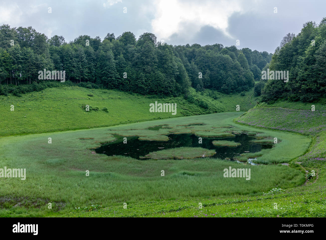Panoramic view of swampy lake overgrown with sedge Stock Photo - Alamy