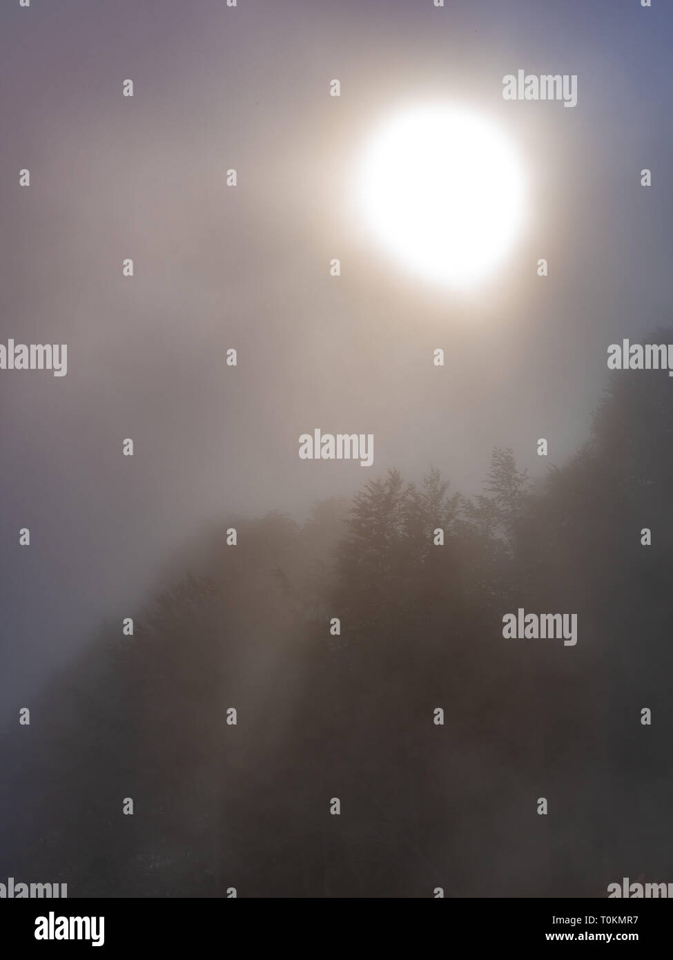 Sun rays pass through dense hi-res stock photography and images - Alamy