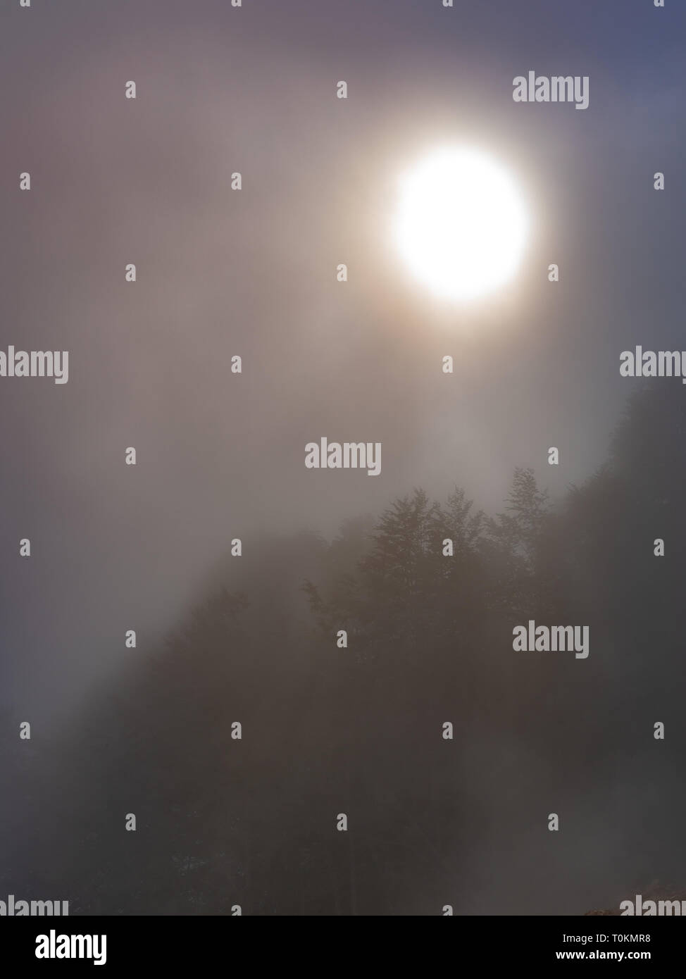 Sun and trees through very dense fog. The sun's rays pass through dense ...