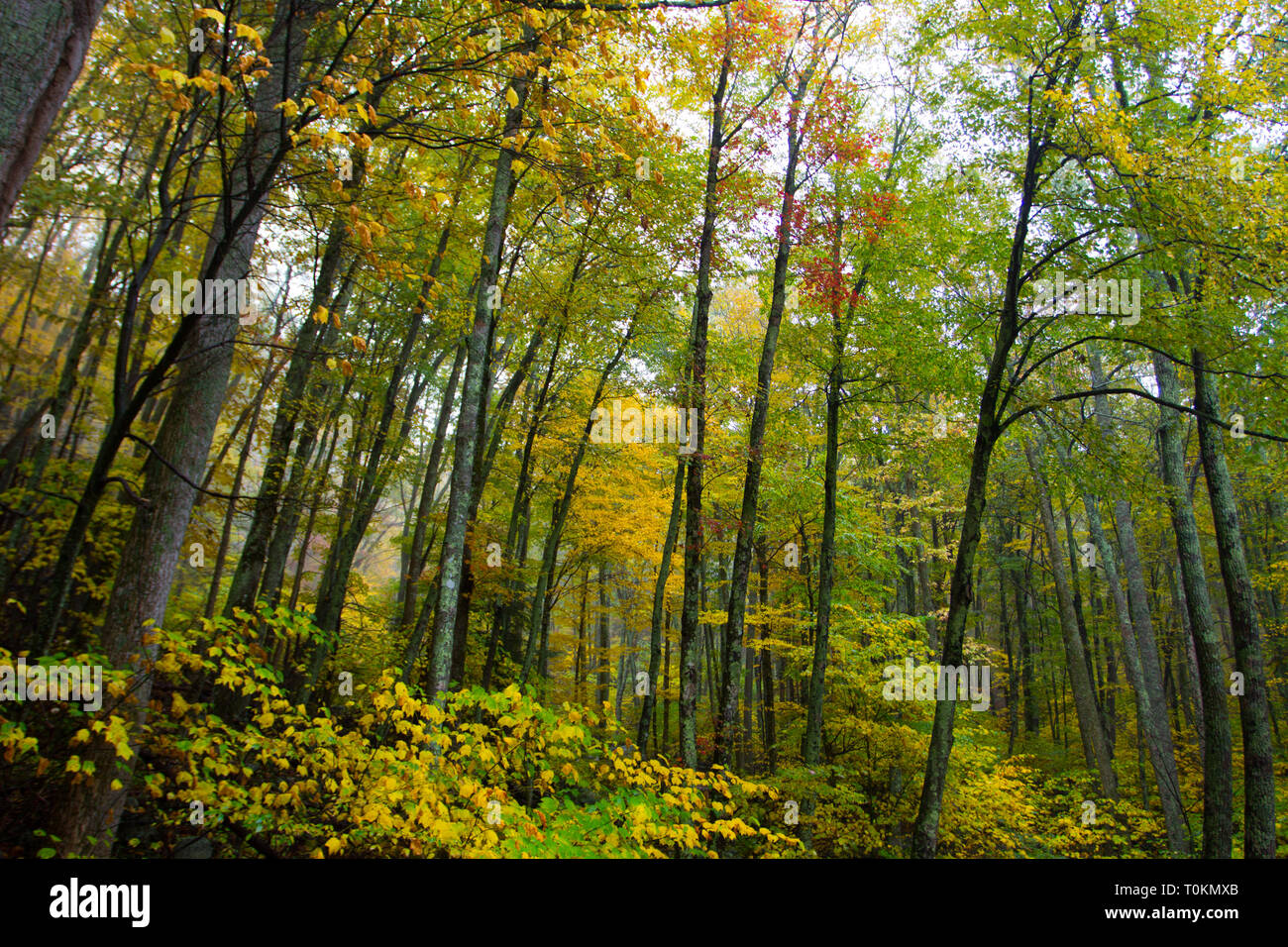 Blue Ridge Parkway in Autumn, Virginia Stock Photo - Alamy