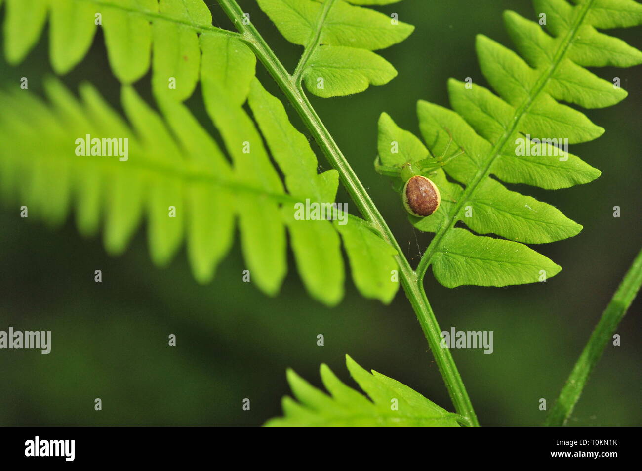 Green crab spider (Diaea dorsata Stock Photo - Alamy