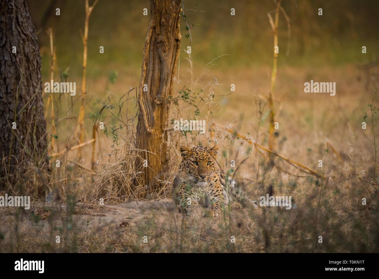 A female leopard in a green background on a winter evening at jhalana ...