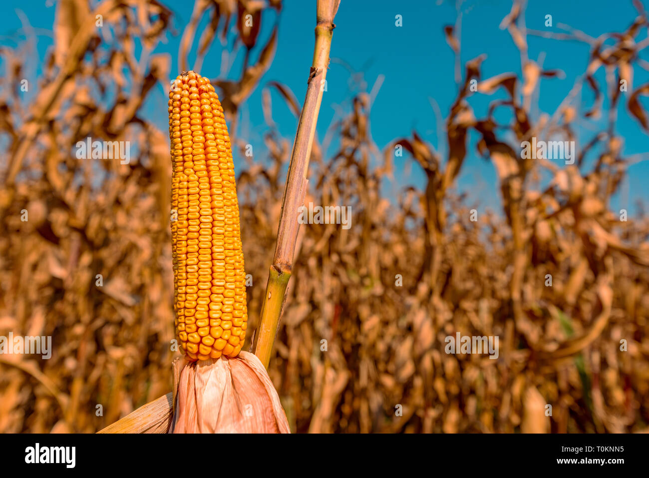 Corncob in cultivated field is ready for harvesting Stock Photo - Alamy
