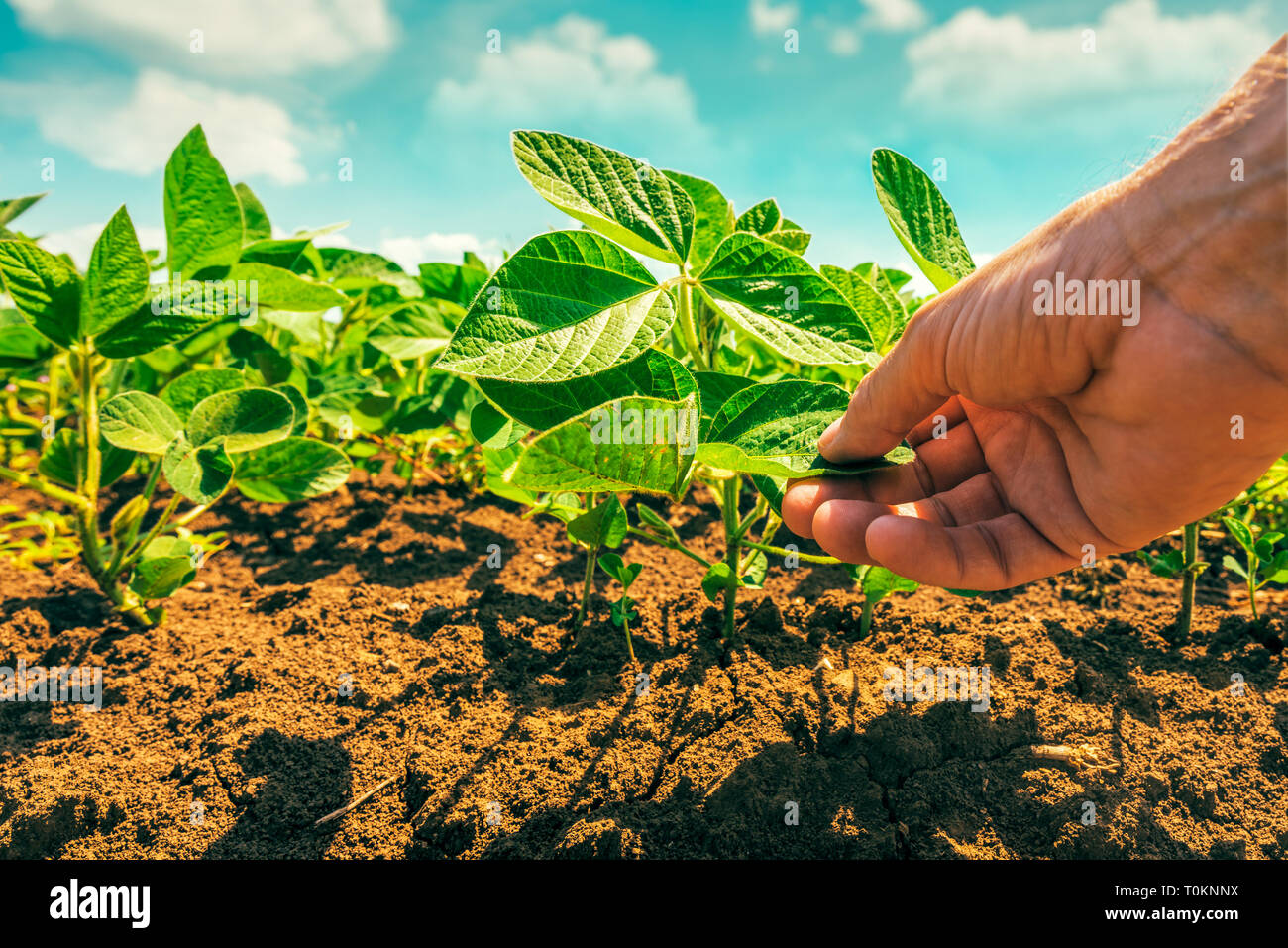 Soybean crop protection concept, farm worker and agronomist is touching ...