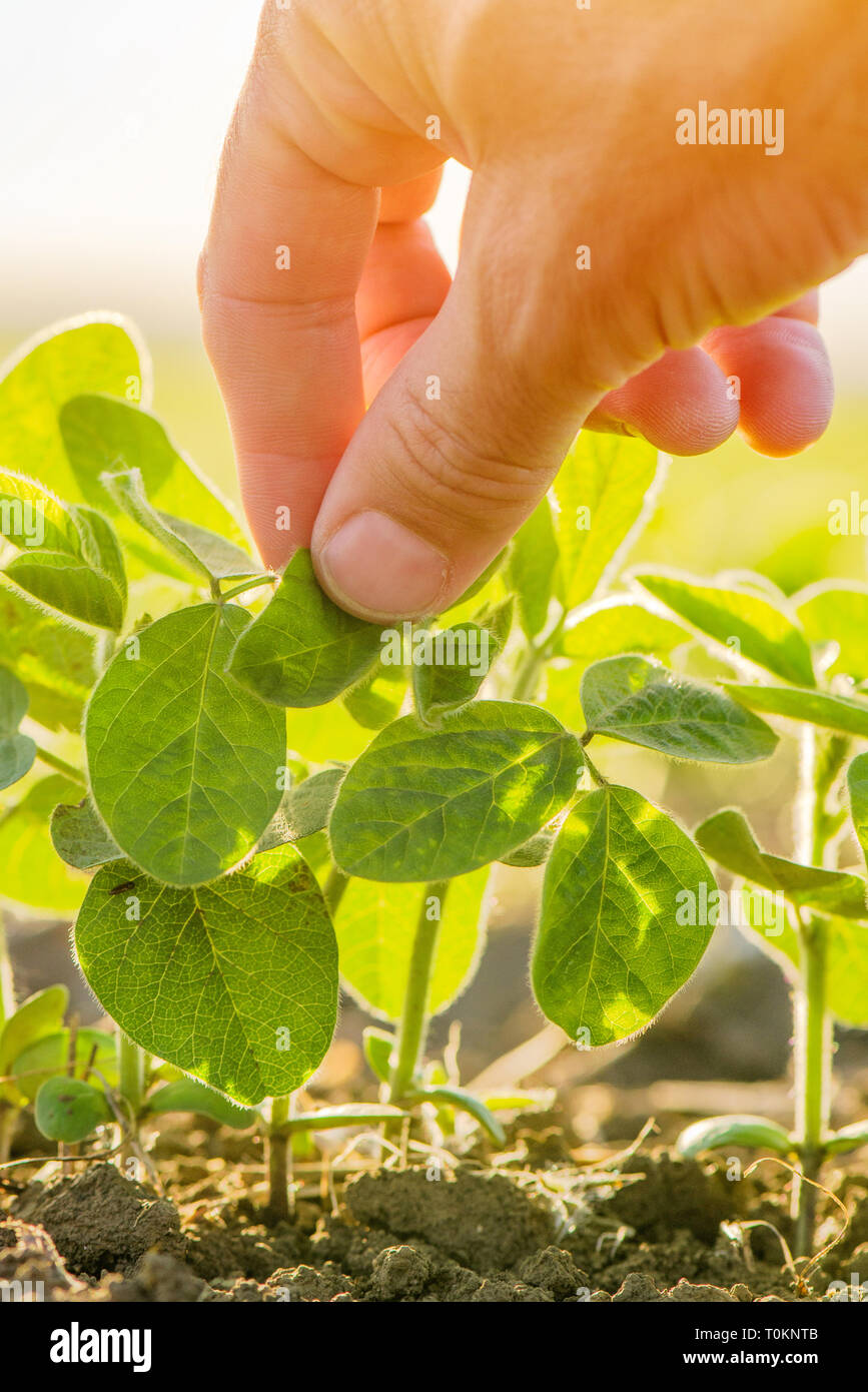 Hand touching soybean plant in cultivated field Stock Photo - Alamy