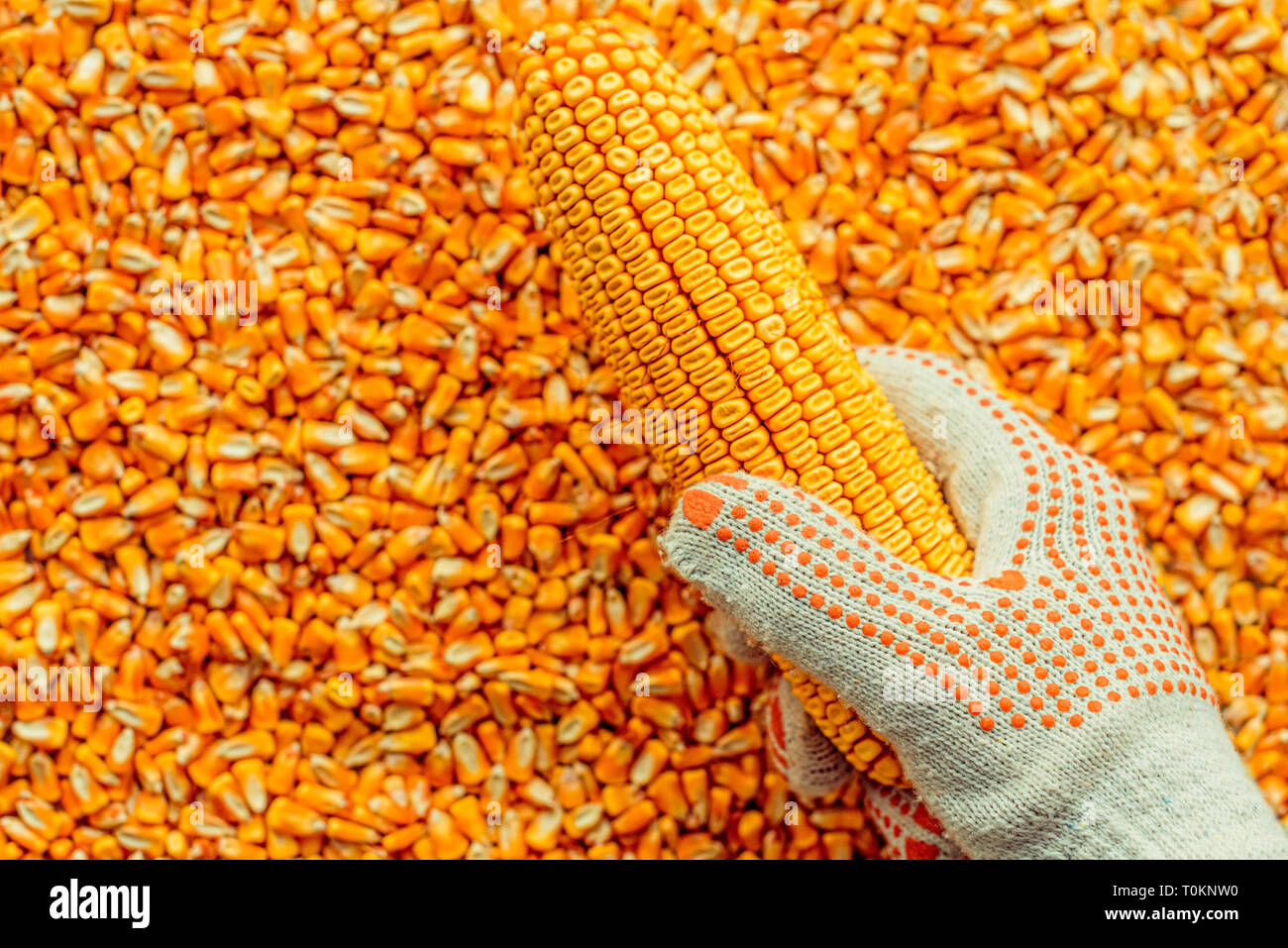 Farmer holding corn on the cob over harvested kernels of maize crop ...