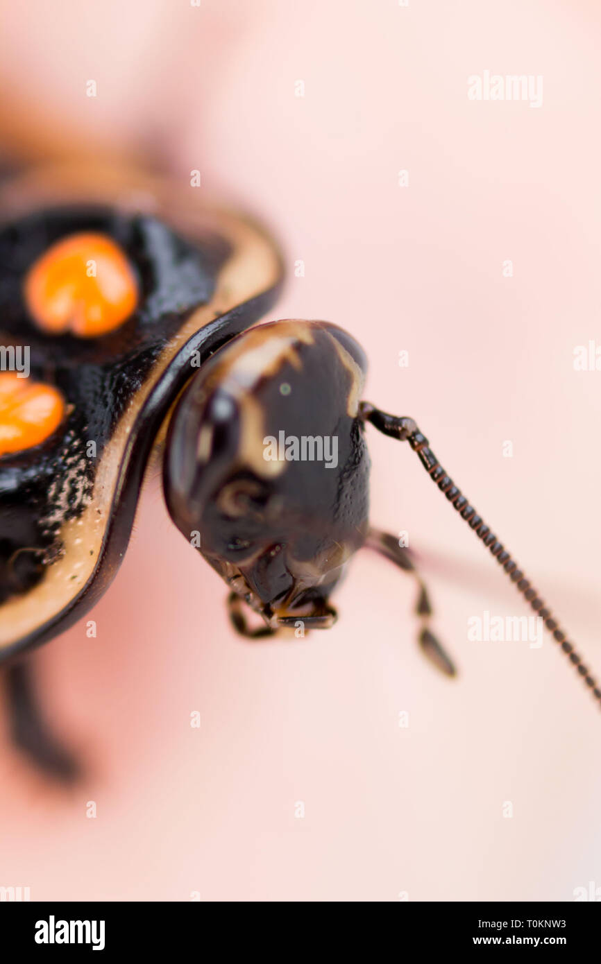 Cockroach little car Lucihormetica subcincta Cockroaches avtomobilchiki ...