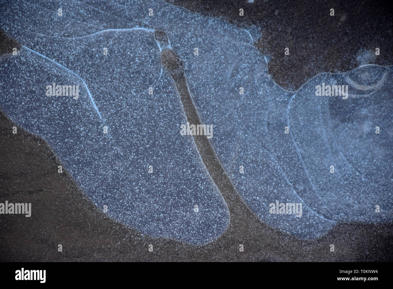 Puddle ice formations Stock Photo - Alamy