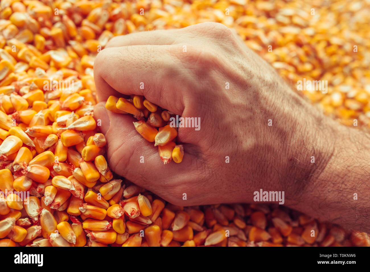 Farmer's hand over golden ripe harvested kernels of maize crop, concept ...