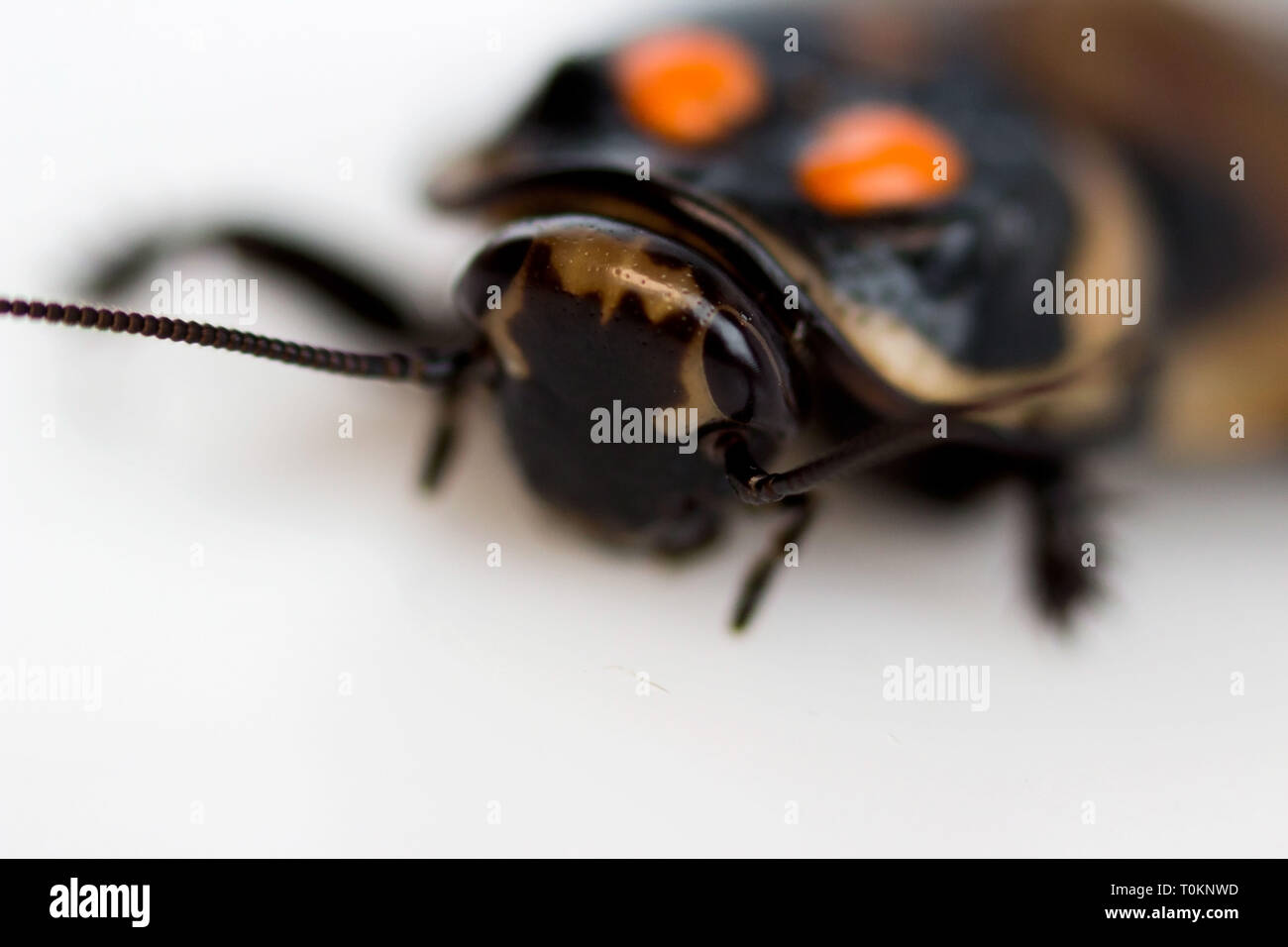 Cockroach car hi-res stock photography and images - Alamy