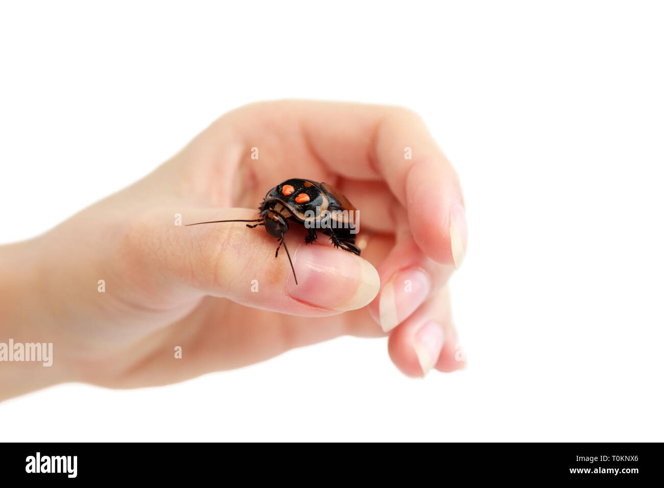 Cockroach little car Lucihormetica subcincta with orange spots sits on ...