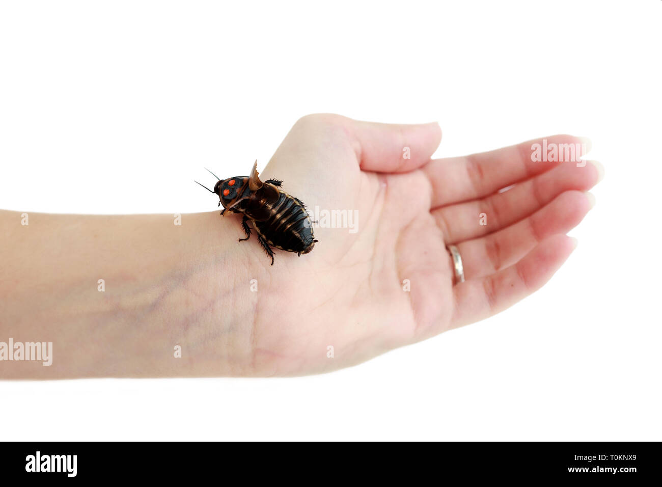 Cockroach little car Lucihormetica subcincta with orange spots sits on ...