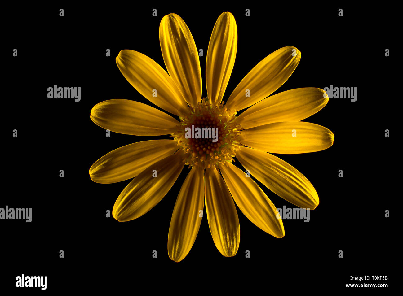 Yellow bush daisy hi-res stock photography and images - Alamy