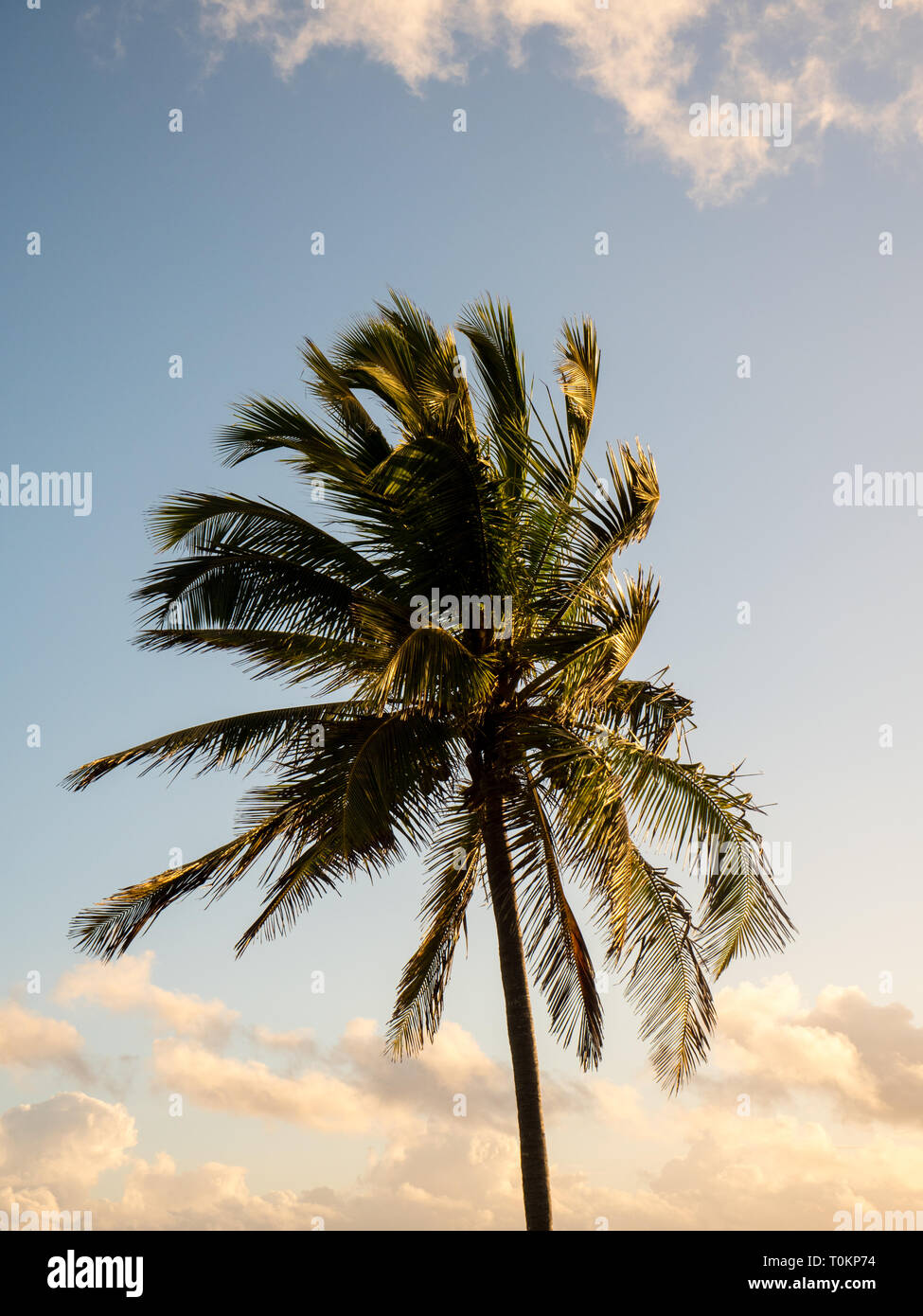 Graphic Landscape Image of Palm Trees Blowing in The Wind , Eleuthera ...