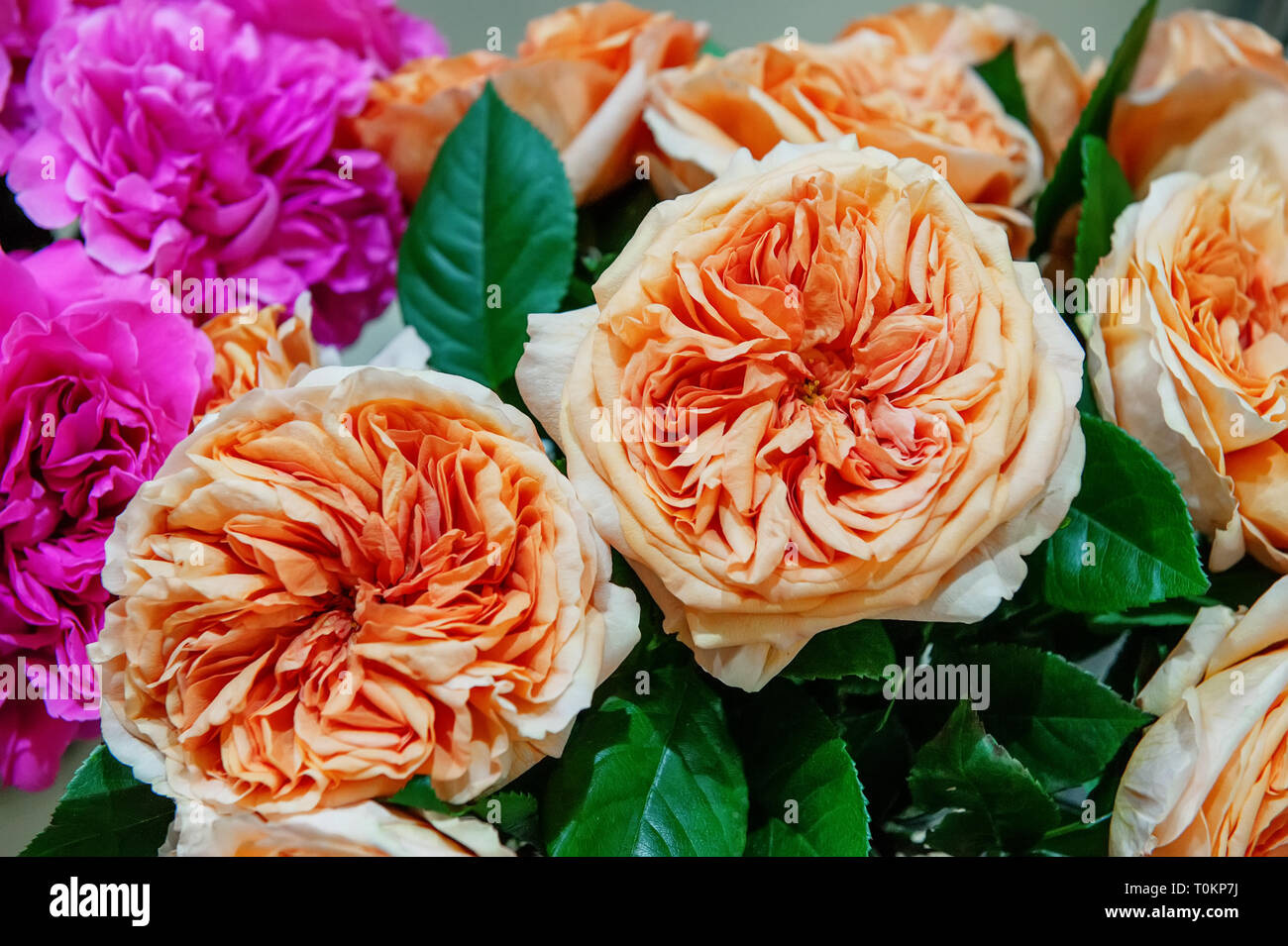 Exotic Roses of pink modern elite varieties in the bouquet as a gift ...