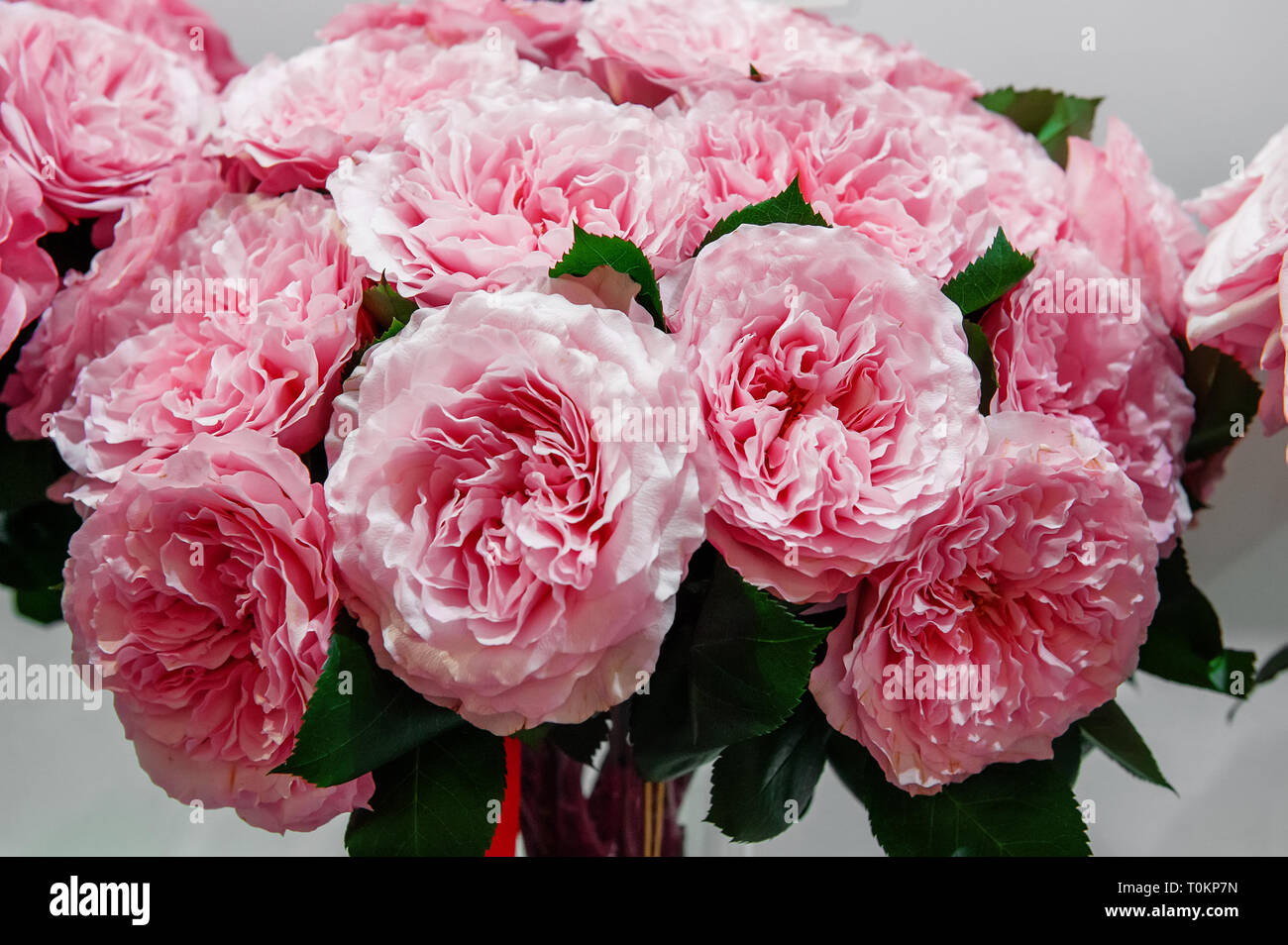 Exotic Roses of pink modern elite varieties in the bouquet as a gift ...