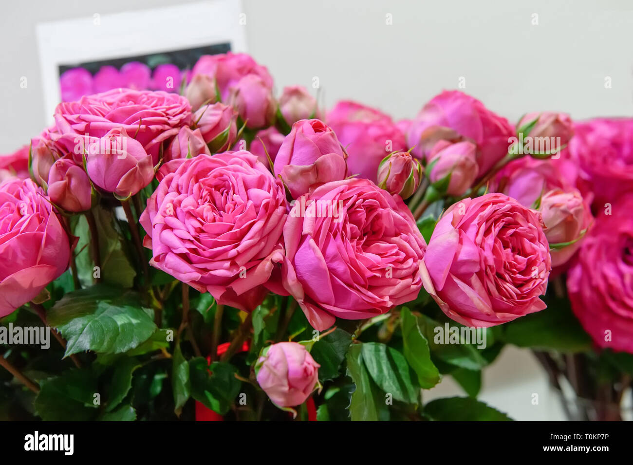Exotic Roses of pink modern elite varieties in the bouquet as a gift ...