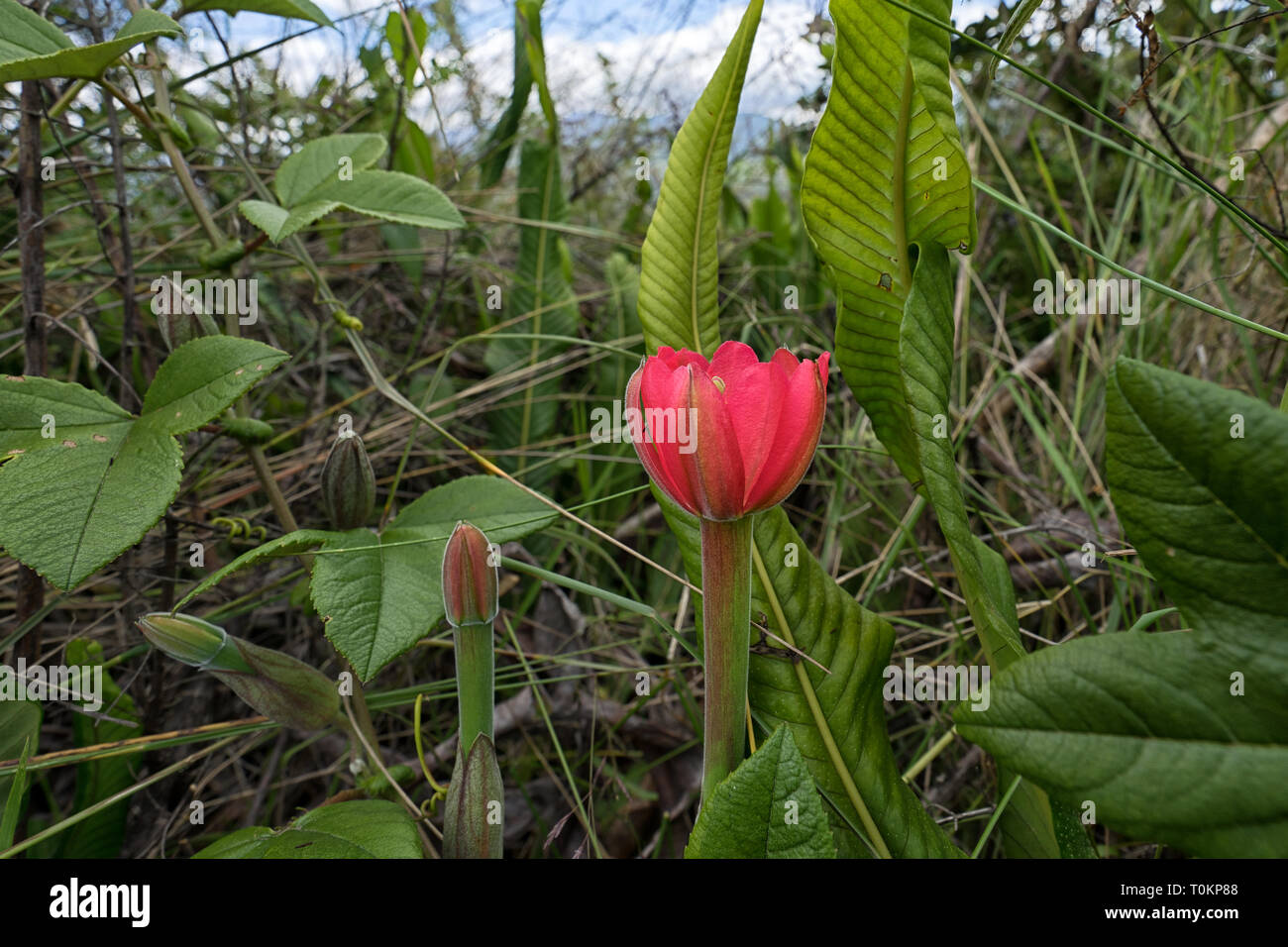 Passon hi-res stock photography and images - Alamy