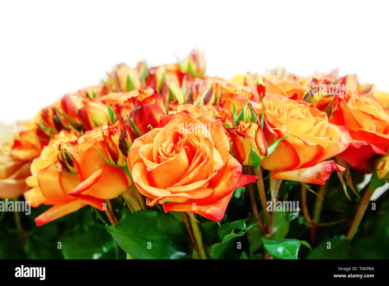 Exotic Roses of pink modern elite varieties in the bouquet as a gift ...