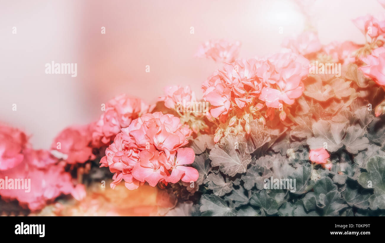 Large shrub of two-color pink geranium with flowers and buds. Close-up ...
