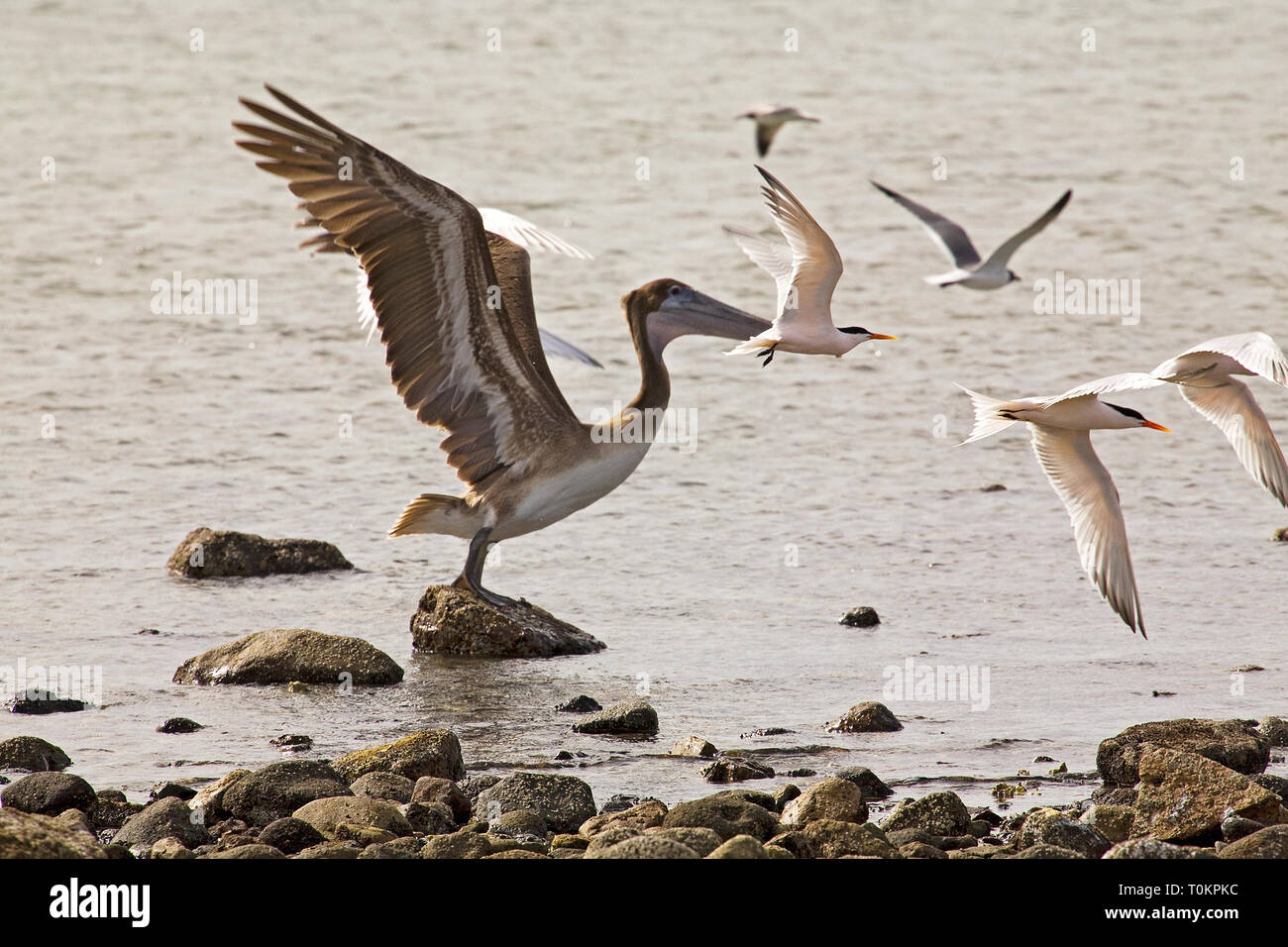 A brown pelican and a flight of elegant terns, Sterna elegans, rise ...