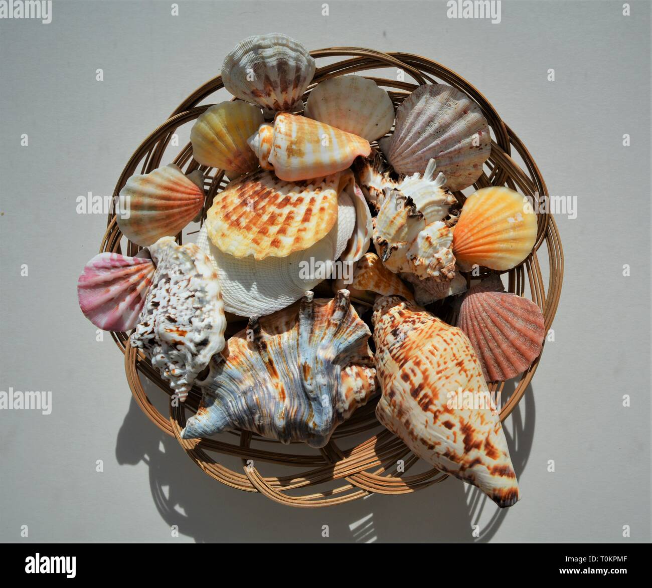 Set of shells hi-res stock photography and images - Alamy