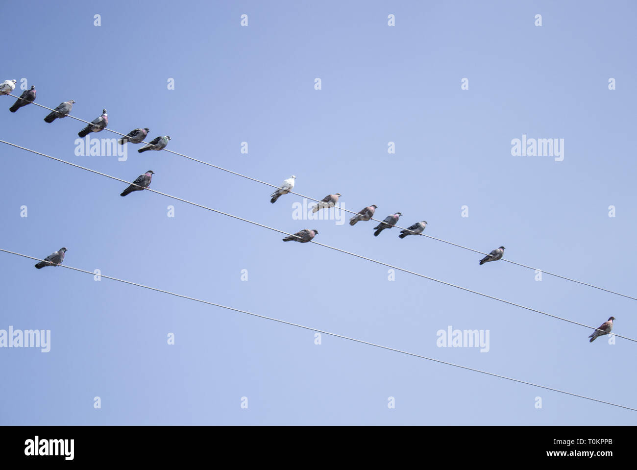 Pigeons sit on the wires against the blue sky. Birds in nature Stock ...